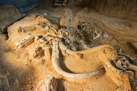 Ice Age Graveyard Holds The Bones Of Mammoth Nursery Herds That Died At