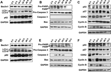 Time Course Analysis Of The Expression Levels Of Autophagy