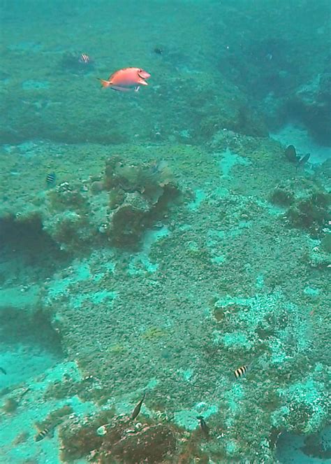 ~ Cozumel Triggerfish 2 Adventures With Doug And Jackie