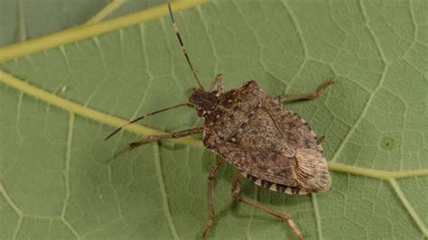 Brown Marmorated Stink Bug Ag Information Network Of The West