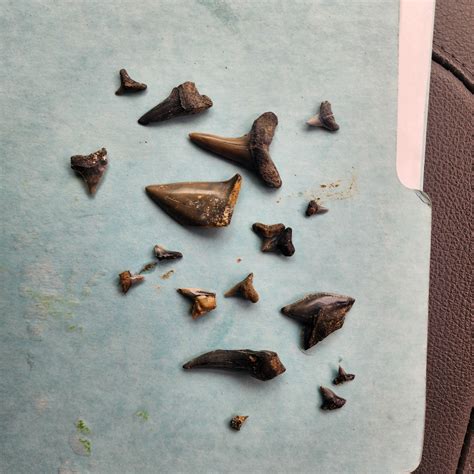 Small Teeth Today R Sharkteeth