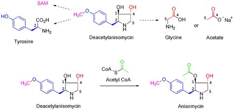 Anisomycin Structure A Consequence Of Grammar
