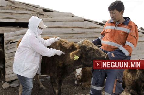 Хүн малын зооноз халдварт бруцеллёз өвчний халдвар илрүүлэх тандалт хийгдэж байна Neguun Mn