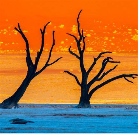 Camel Throne Trees In Namibia