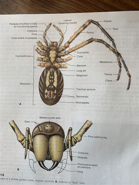 Spider Diagram Quizlet