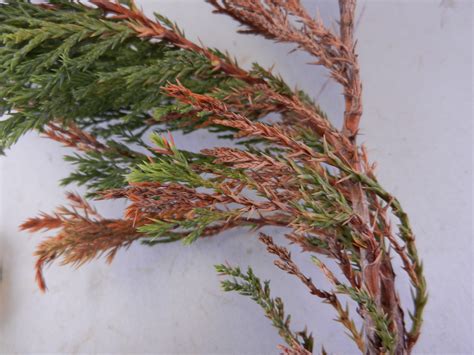 Tip Blights Of Juniper