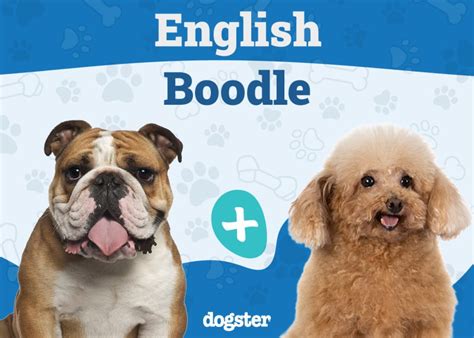 Whats The Difference Between A Dachshund Dotson And Doxin Dogster
