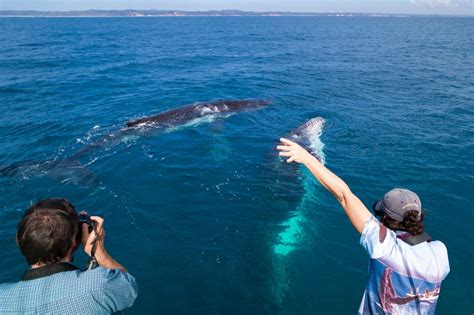 Whale Behaviours | Visit Fraser Coast