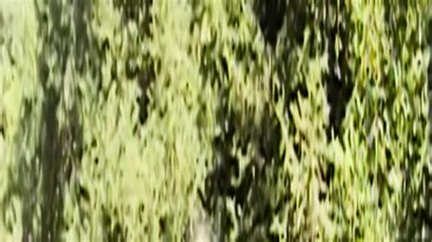 Wet Cotton Panties Vol 2 — Part 3 Amateur Porn By Eroticonly Xhamster