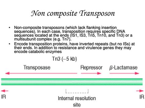 Ppt Bacterial Transposons Powerpoint Presentation Free Download Id1131454
