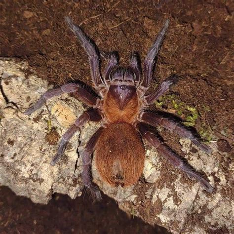 Citharacanthus Cyaneus Cuban Violet Unsexed Tarantulas For Sale