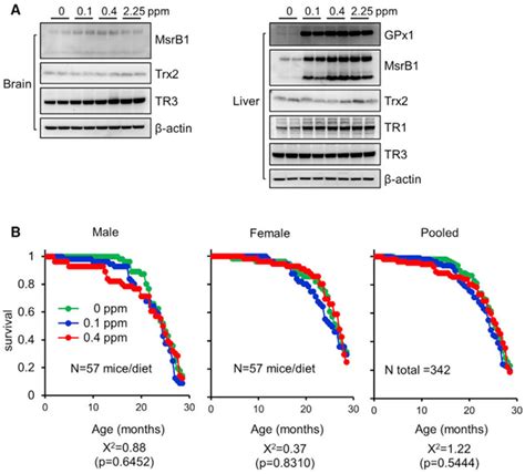 Effects Of Dietary Selenium On Selenoprotein Expression And Lifespan Of