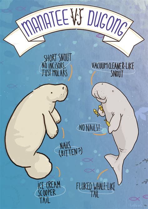 Manatee Dugong Illustration Educational A4 Poster Digital Download Etsy