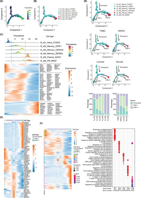 Pseudotime Analysis Defines Two Differentiation Patterns Of B Cells In Download Scientific