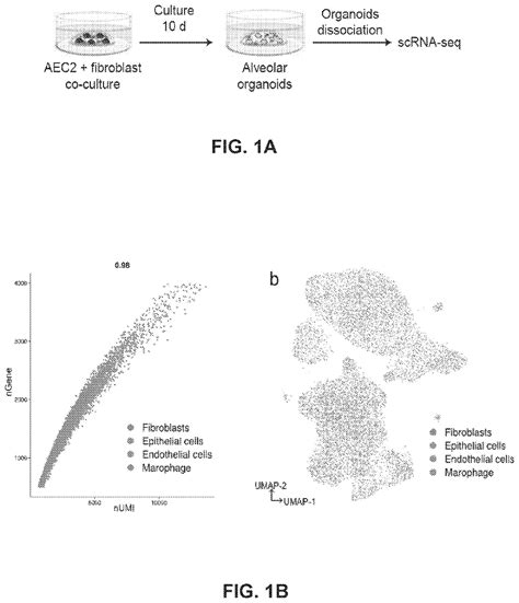 Lung Fibrosis Model And Methods Of Using The Same Eureka Patsnap