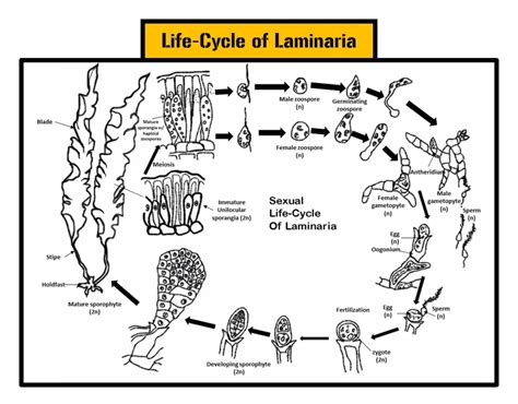 Phaeophyceae An In Depth Exploration Of Brown Algae Examsmeta