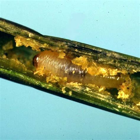 Agpest Argentine Stem Weevil Larvae