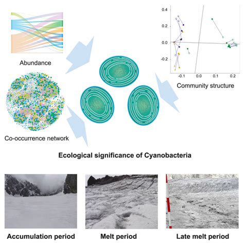 Role Of Cyanobacteria In The Assembly And Dynamics Of Microbial Communities On Glacier Surfaces