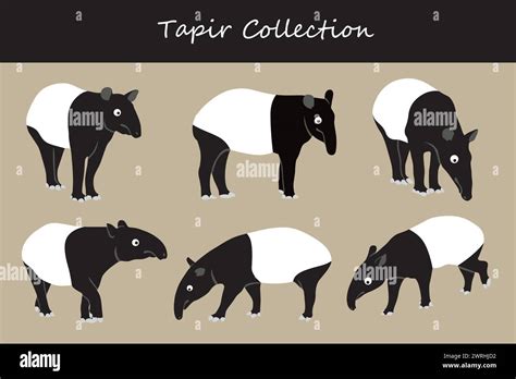 Tapir Vector Illustration Set Cute Tapir Isolated On White Background