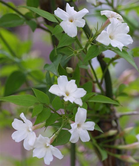 Jasmine Plant Types