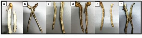 Figure 1 From Exploring The Biocontrol Efficacy Of Trichoderma Spp Against Rigidoporus