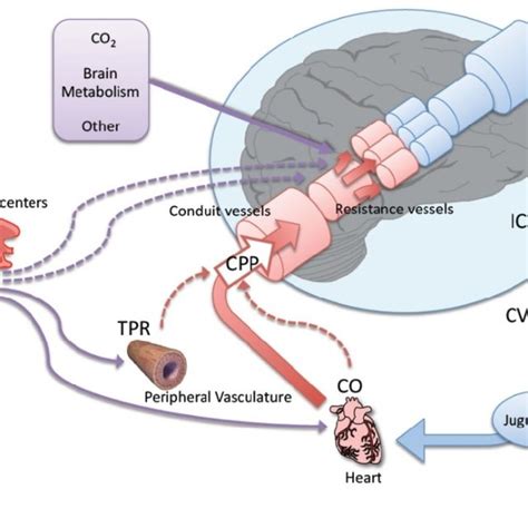 12 Schematic Overview Of Cerebral Autoregulation Cascade Download