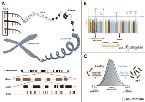 Polygenic Traits Definition