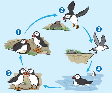 Tufted Puffin Life Cycle Tufted Puffin Islapedia
