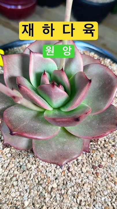 재하다육 원앙shorts 창다육 금다육 다육이키우기 다육식물 조용필 모나리자 Youtube