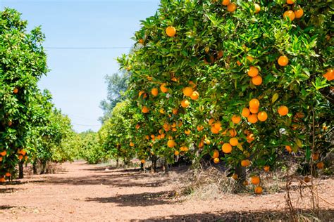 Where Do Blood Orange Trees Grow At Loren Bona Blog