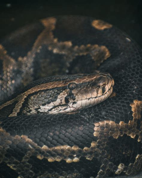 The Difference Between Anacondas And Pythons