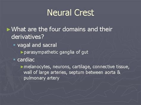 Neural Crest Cells And Axonal Specificity Neural Crest