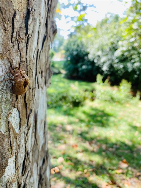 Tree Bug Cimarron School Of Living Education Tree Bug Cimarron School Of Living Education