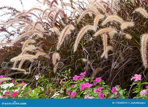 Red Ornamental Grass Imperata Cylindrica `red Baron` Royalty Free Stock