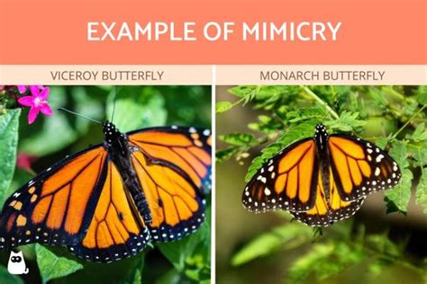 Mimicry Vs Camouflage Definition Characteristics Examples
