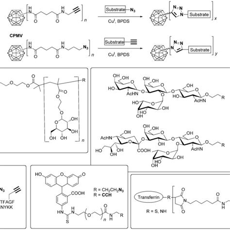 Diverse Functionality Polymers Oligosaccharides Peptides Proteins Download Scientific