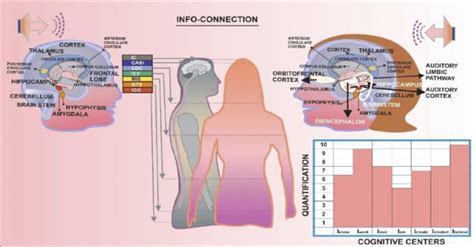 Schematic Representation Of The Informational Circuits In Human Download Scientific Diagram