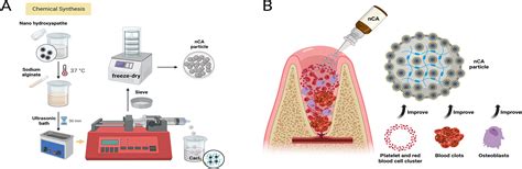 Hydroxyapatite Calcium Alginate Composite Particles For Hemostasis And Alveolar Bone
