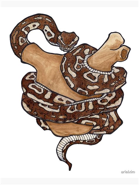 Coffee Ball Python Framed Art Print For Sale By Arielxim Redbubble