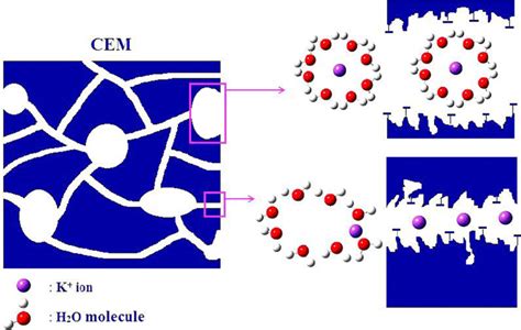 Schematic Representation Of Permeation Of K⁺ Ions By Sieving And Losing