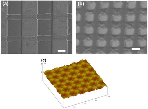 Ab Sem Images Show The As Prepared 3d Polymer Microstructuresscale
