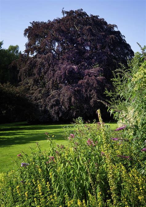Garden Colours Photograph By Allan Todd Fine Art America