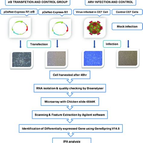 schematic representation of workflow of microarray experiments for
