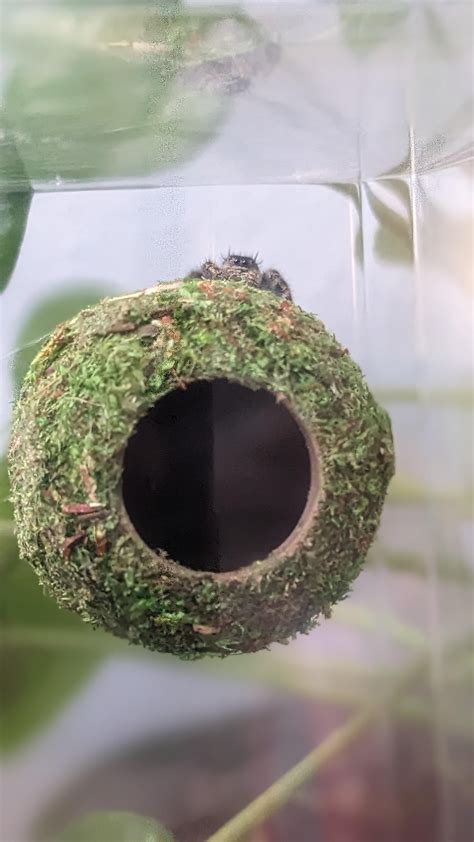 Sex Identification P Audax Also Feeding Advice Rjumpingspiders