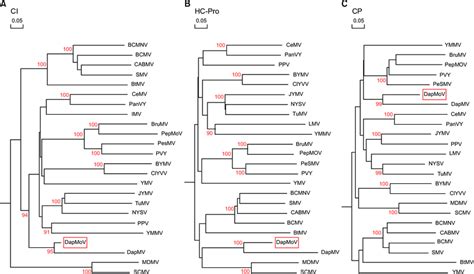 maximum likelihood tree based on partial nucleotide sequences of
