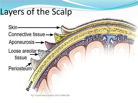 Scalp Incision And Blood Supply Pptx