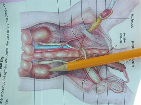 Reproductive System Flashcards Quizlet