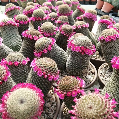 Mammillaria Matudae Giromagi Cactus And Succulents