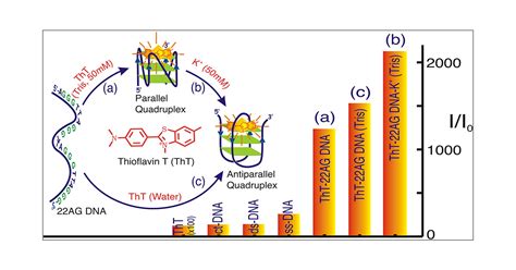 Preferential Binding Of Thioflavin T To At Rich Dna White 53 Off