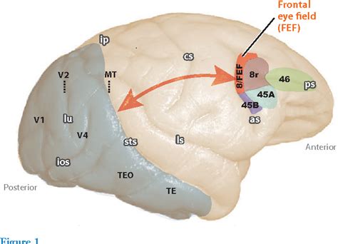figure 1 from prefrontal contributions to visual selective attention